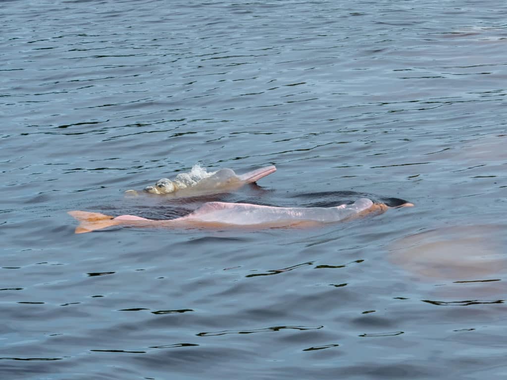 Spotted: Amazing Animals of the Amazon - The Road Les Traveled