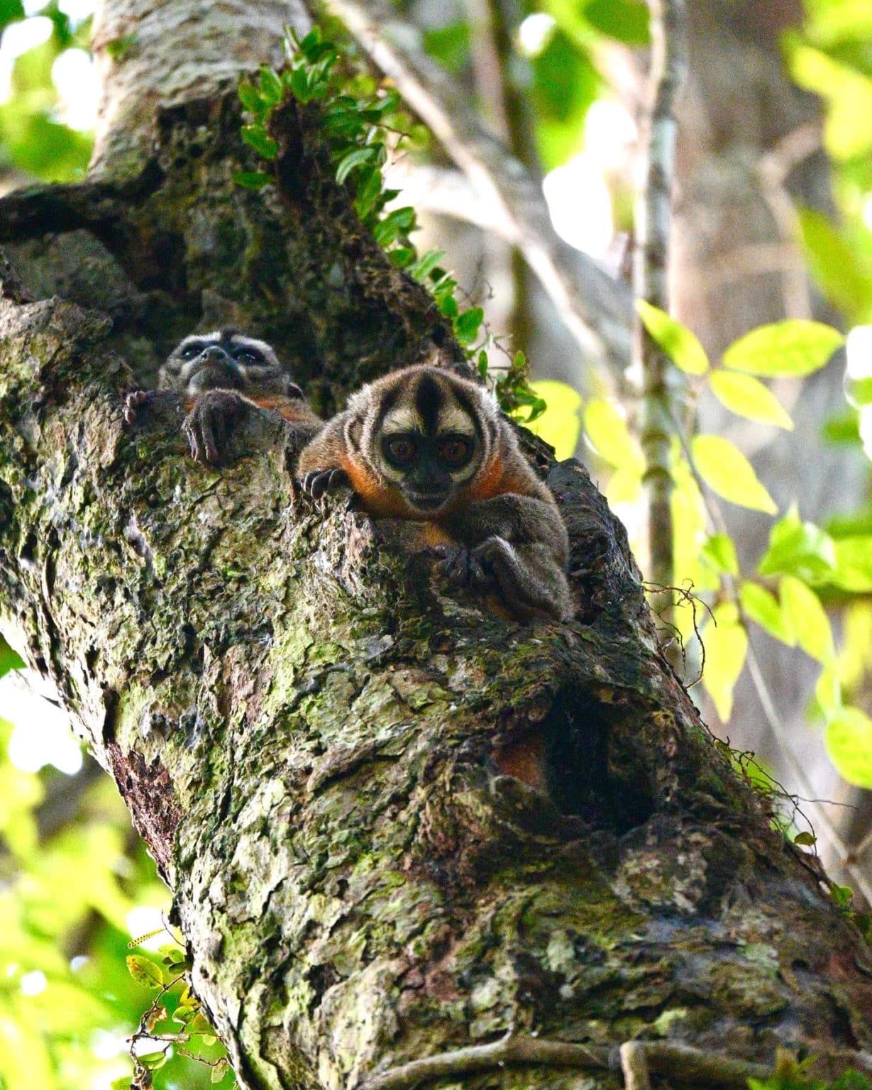 Spotted: Amazing Animals of the Amazon - The Road Les Traveled